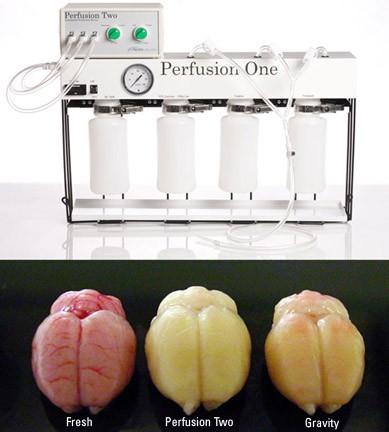 Sacrifice Perfusion System