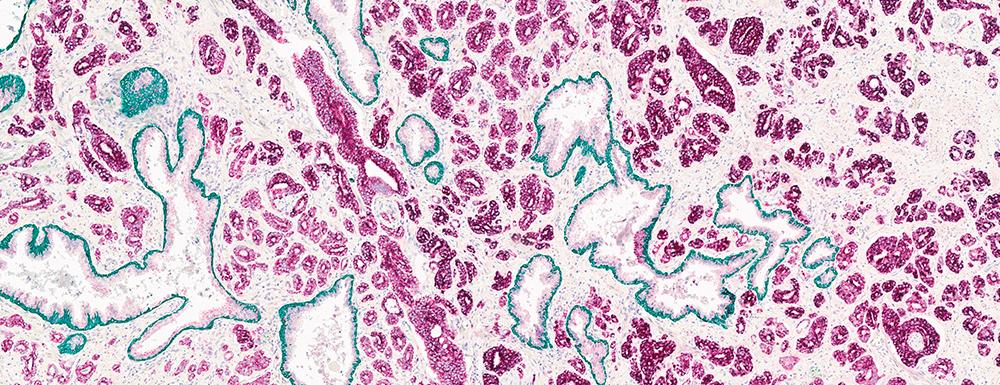 Advanced Staining Image Gallery