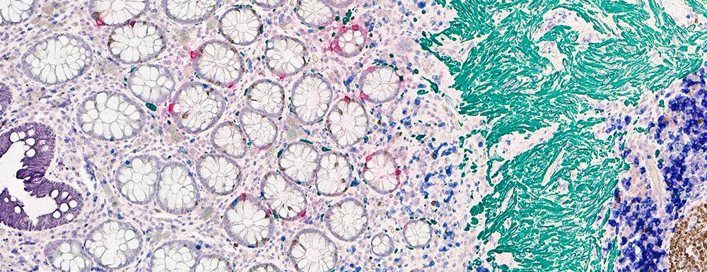 Advanced Staining Image Gallery