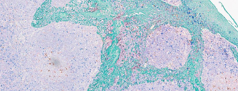 Advanced Staining Image Gallery