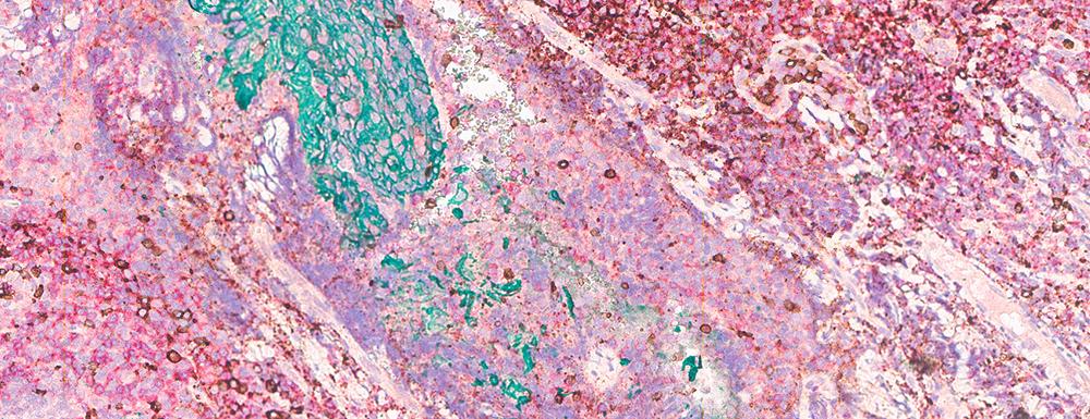 Advanced Staining Image Gallery