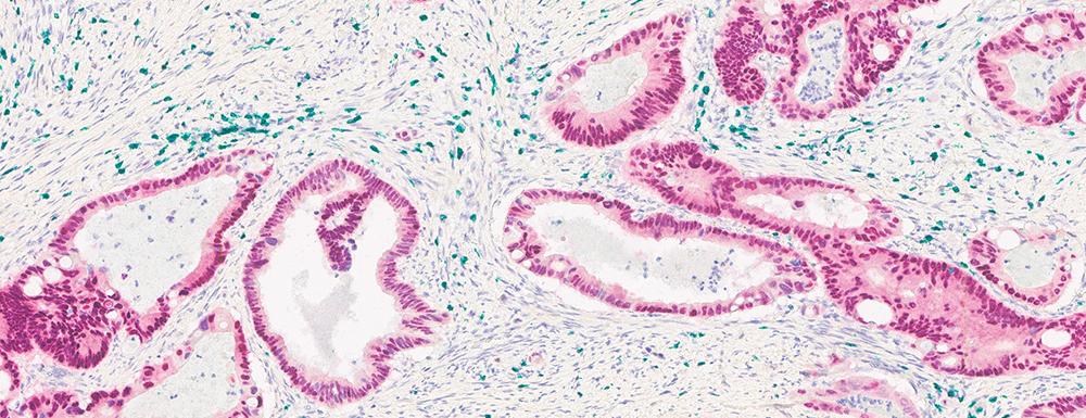 Advanced Staining Image Gallery