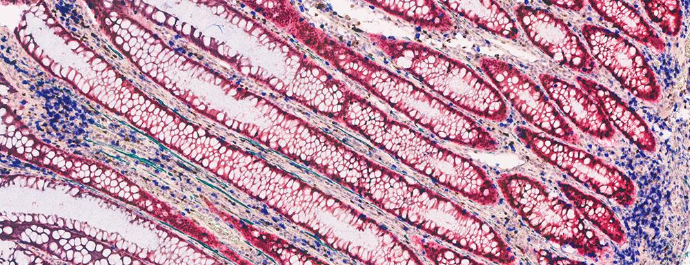 Advanced Staining Image Gallery