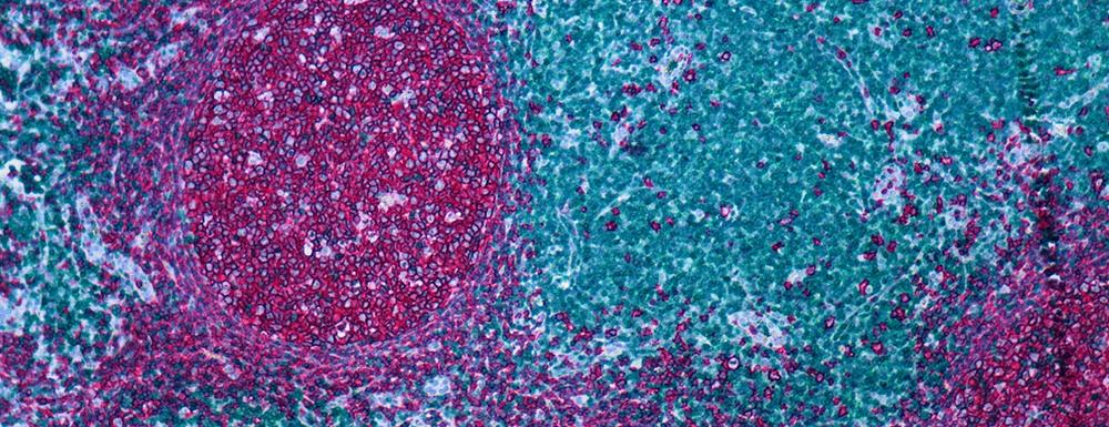 Advanced Staining Image Gallery